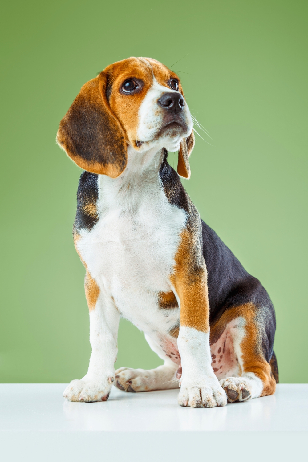 20 Best Dog Breeds for Families with Kids - Happy Dogs Place