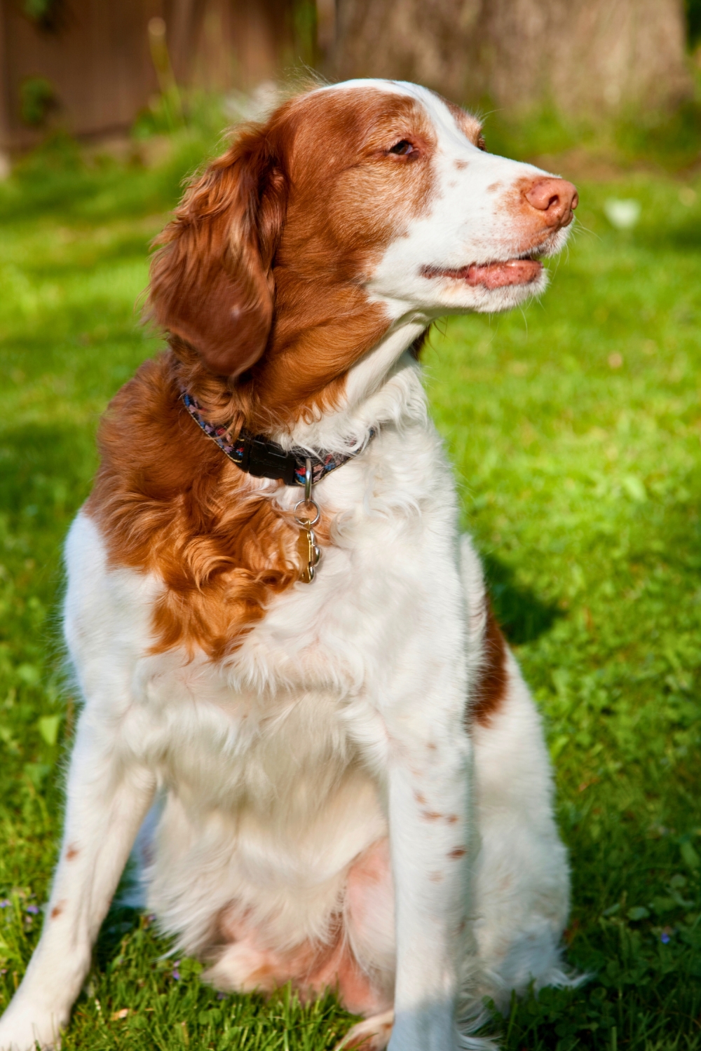 20 Best Dog Breeds for Families with Kids - Happy Dogs Place