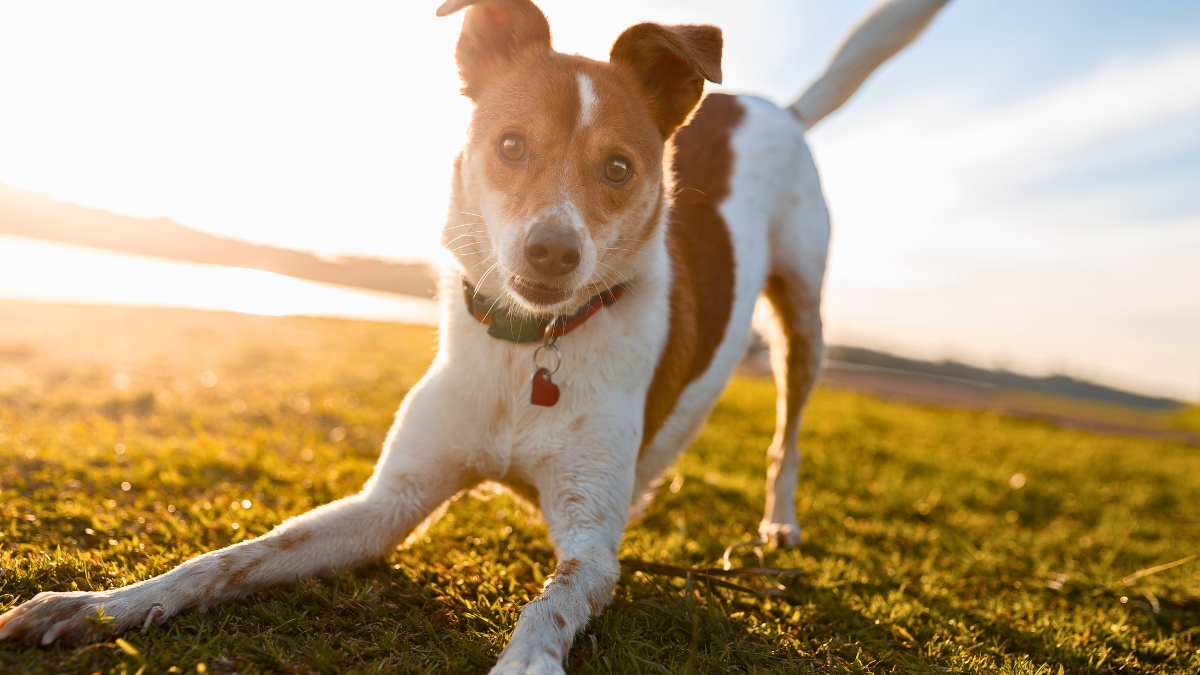 Top 25 Fun Outdoor Activities to Do with Your Dog